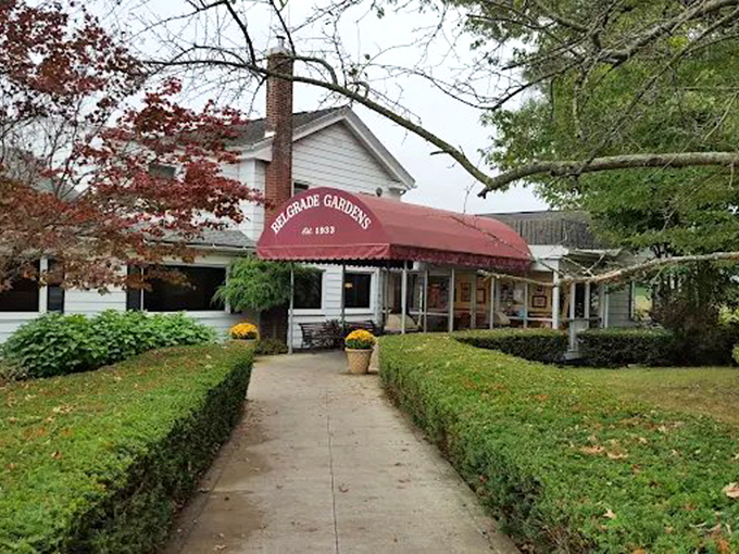 The iconic red awning of Belgrade Gardens welcomes hungry pilgrims like a beacon of fried chicken salvation. Barberton's culinary landmark since 1933.