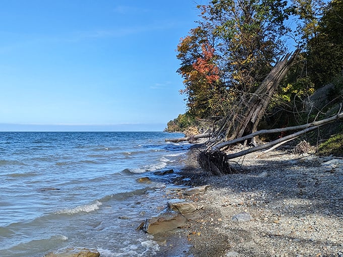 Nature's perfect balancing act: where rocky shoreline meets pristine forest. This hidden Lake Erie gem offers a peaceful escape from the digital world.