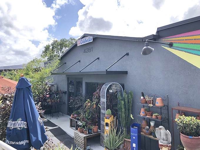 The unassuming exterior of OddBalls Nifty Thrift belies the wonderland of treasures inside. Like finding a speakeasy of secondhand delights, this Florida gem promises adventure for bargain hunters. 