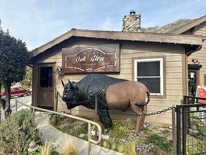The iconic buffalo statue stands sentinel outside Oak Glen Steak House, a rustic welcome that says "leave your diet at the door."