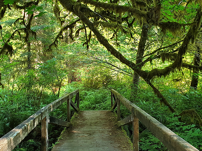 Nature's cathedral awaits at Prairie Creek Redwoods State Park, where emerald walls of ferns create a corridor that feels like stepping into another dimension.