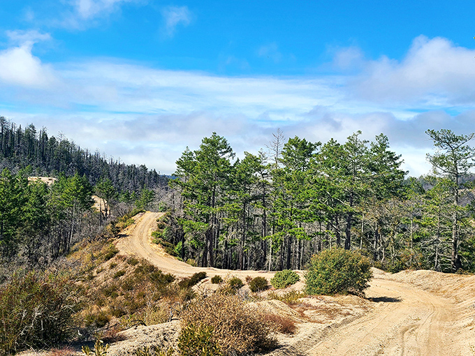 Little Butano Creek winds through towering redwoods like nature's own meditation app, except you can't put this on pause. Pure California magic. 