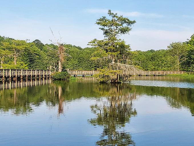A wooden boardwalk stretches into cypress-dotted waters, inviting visitors to wander where alligators and osprey call home. Nature's front porch awaits.