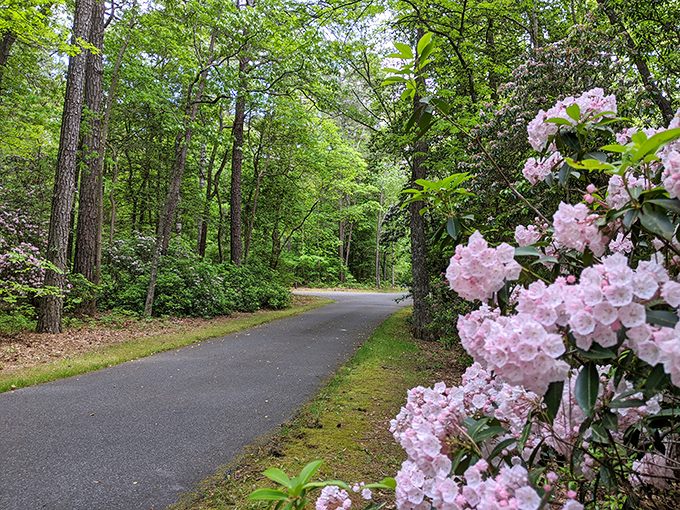 Mother Nature's mirror game is unbeatable here, where the sky and trees create perfect reflections that would make Narcissus jealous. 