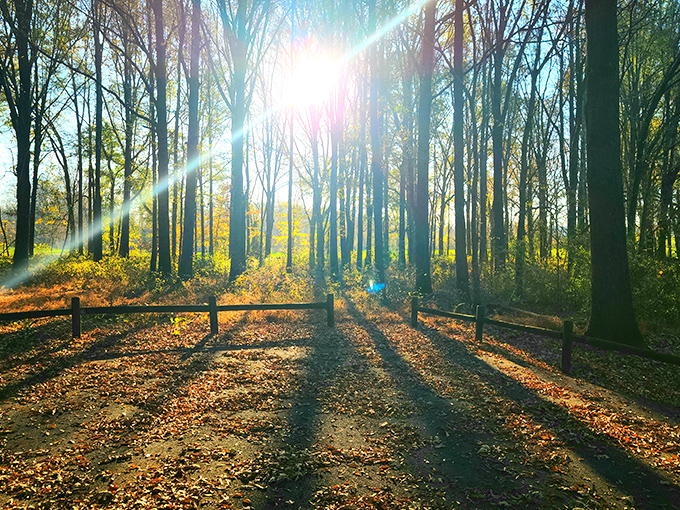 The wooden boardwalk stretches into the winter forest like nature's red carpet, inviting you to explore without getting your shoes muddy.