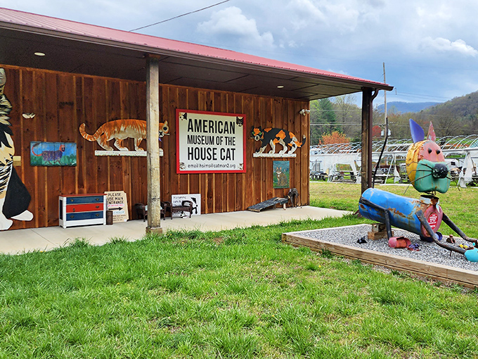 The rustic wooden exterior of the American Museum of the House Cat sits nestled in the Smoky Mountains like a secret clubhouse for feline aficionados.