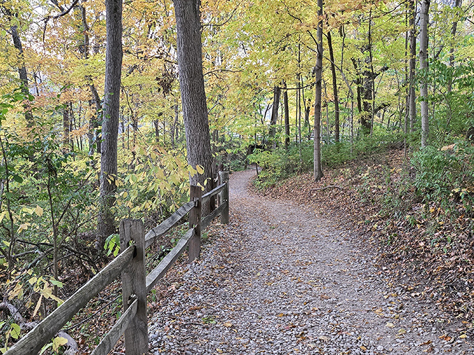 Fall's paintbrush transforms this winding trail into a golden gallery, where every step crunches with the satisfying sound of autumn.