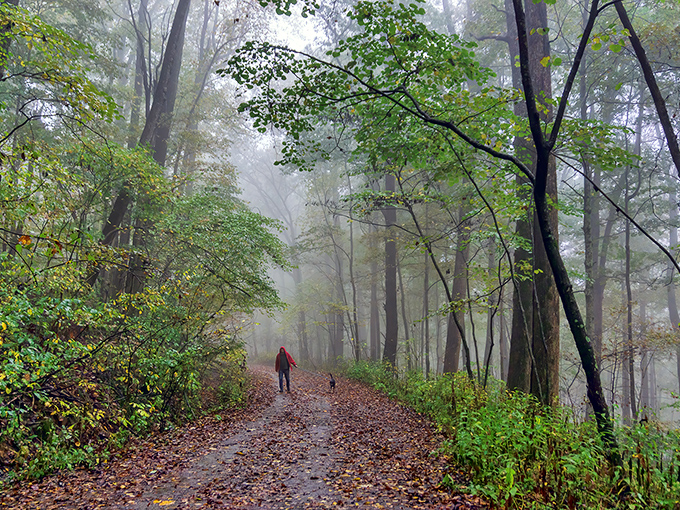 Misty morning magic unfolds as a hiker and furry companion traverse Monte Sano's leaf-strewn trails. Nature's own meditation studio, no subscription required.
