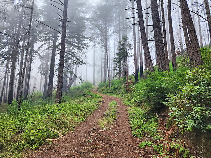 Little Butano Creek winds through towering redwoods like nature's own meditation app, except you can't put this on pause. Pure California magic. 