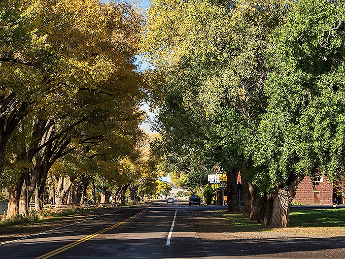 Nature's cathedral of cottonwoods creates the most magnificent main street canopy you'll ever drive under. Small-town magic at its finest.