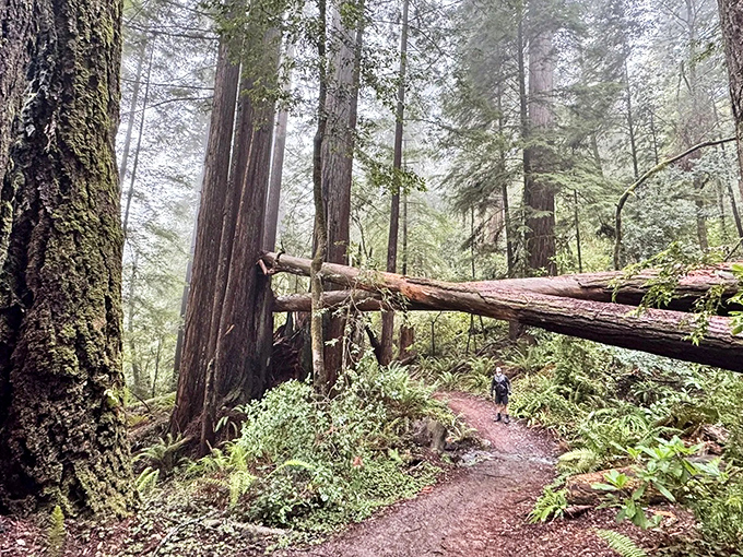 Nature's skyscrapers create a natural archway over the trail, making you feel like you've wandered into a prehistoric world forgotten by time.