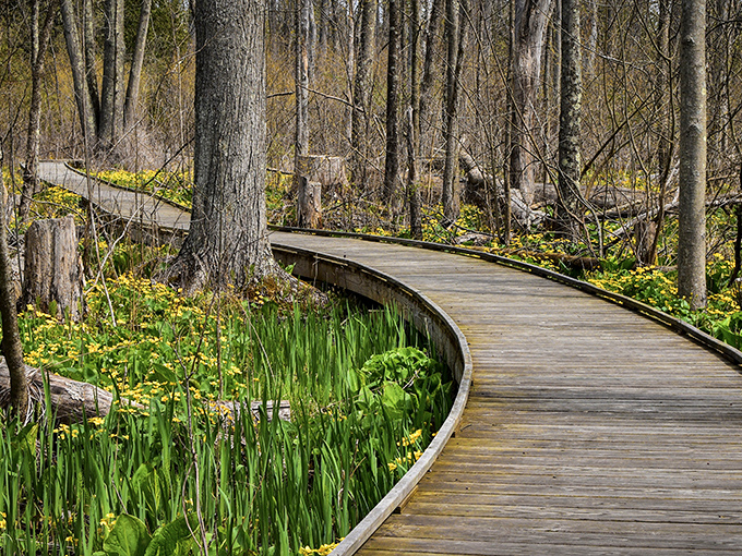 Nature's winding pathway beckons through a sea of spring wildflowers, where wooden boardwalks ensure you stay dry while the ecosystem stays protected.