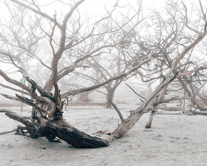 Nature's own sculpture garden comes alive at sunrise, where ghostly trees create perfect reflections on wet sand during low tide.
