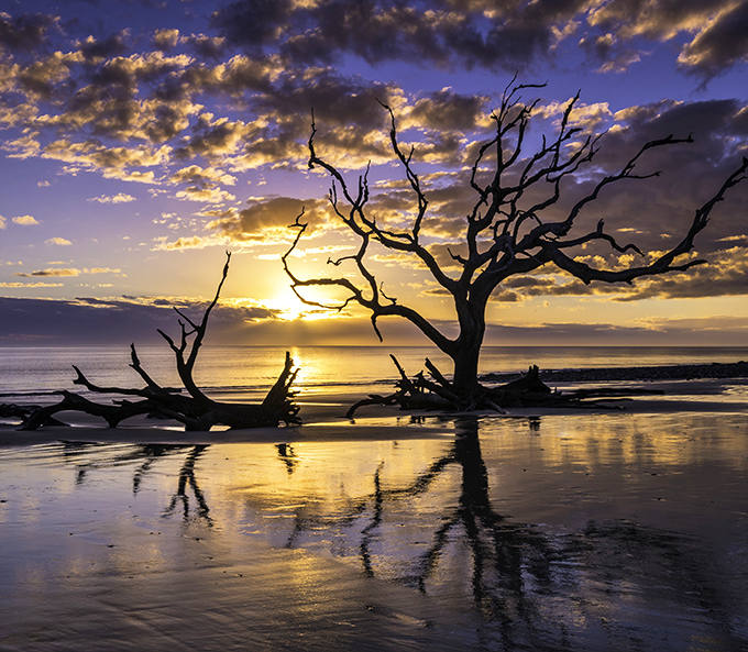 Nature's own sculpture garden comes alive at sunrise, where ghostly trees create perfect reflections on wet sand during low tide.