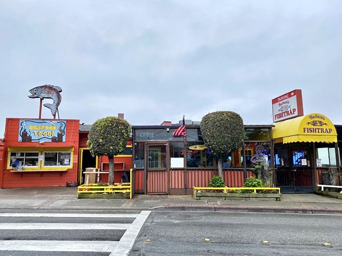 The little red shack that could! Barbara's Fishtrap stands proudly along Pillar Point Harbor, those perfectly manicured shrubs standing guard like green sentinels.