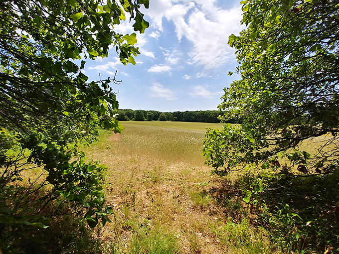 Towering pines create nature's cathedral at Sand Ridge State Forest. Sunlight filters through like stained glass, illuminating the sandy forest floor below.