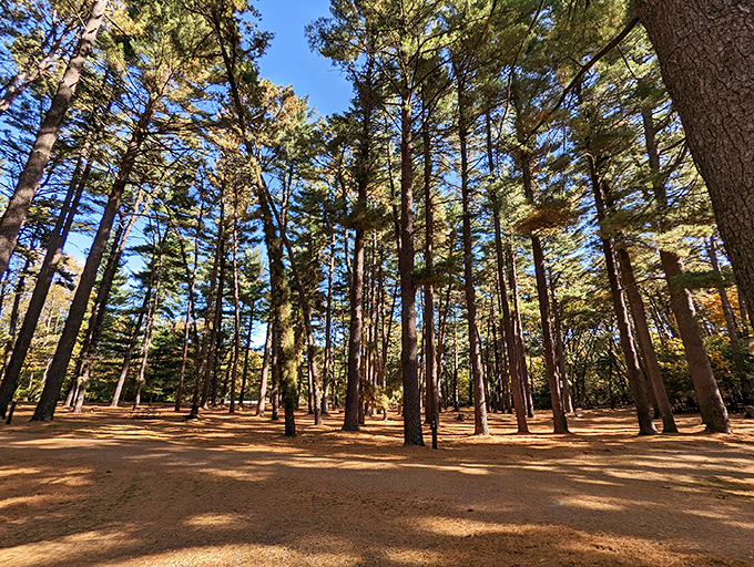 Towering pines create nature's cathedral at Sand Ridge State Forest. Sunlight filters through like stained glass, illuminating the sandy forest floor below.