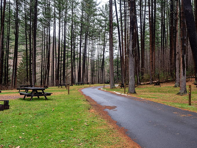 Tall sentinels of pine create nature's cathedral along this winding park road. The perfect spot for contemplation&mdash;or plotting your next picnic attack.