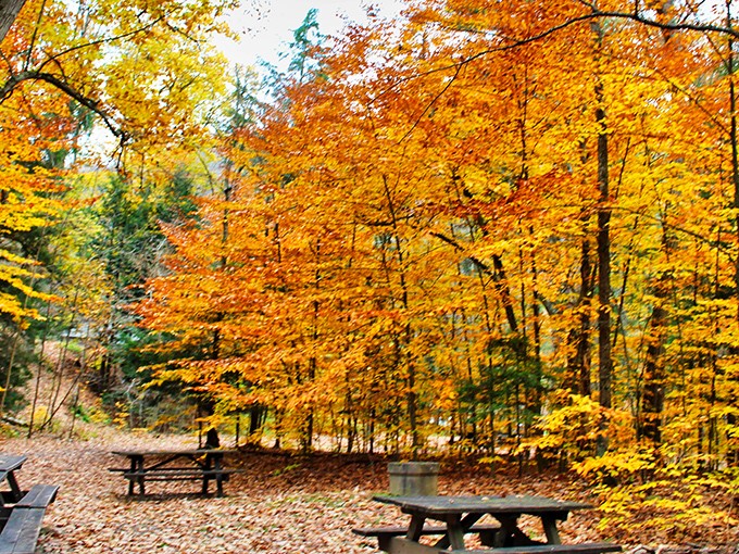Nature's autumn fashion show is in full swing at Worlds End State Park, where picnic tables wait patiently for visitors beneath a canopy of golden maples.