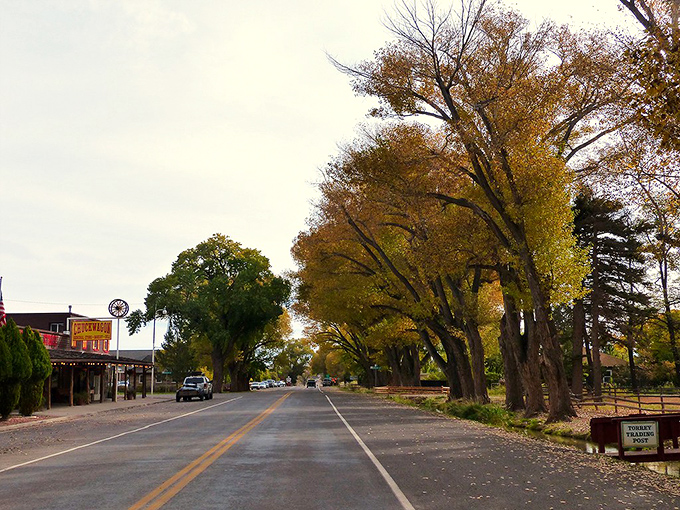 The cottonwood corridor of Torrey welcomes you like nature's cathedral. Sunlight filters through the leafy canopy, creating a dappled pathway to adventure.