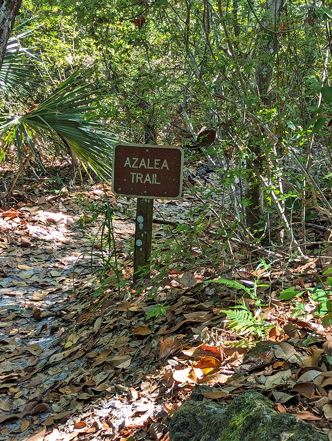 The Azalea Trail sign stands like a humble guardian, promising floral treasures for those willing to follow its lead.