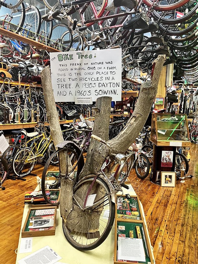 The "Bike Tree" display showcases nature's strange embrace of cycling&mdash;where rural Ohio foliage literally grew around abandoned Schwinn and Dayton bicycles.