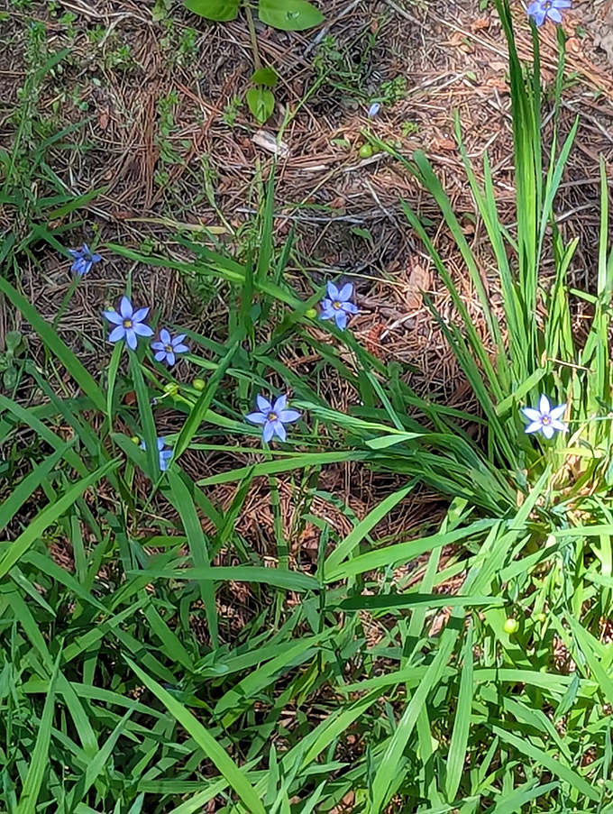 Delicate blue wildflowers peek through the grass like tiny sapphires, proving nature's jewelry collection rivals Tiffany's any day.
