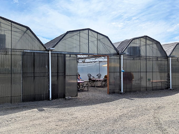 These greenhouse structures aren't growing tomatoes &ndash; they're cultivating happiness in the form of shared meals and the anticipation of those legendary fries.