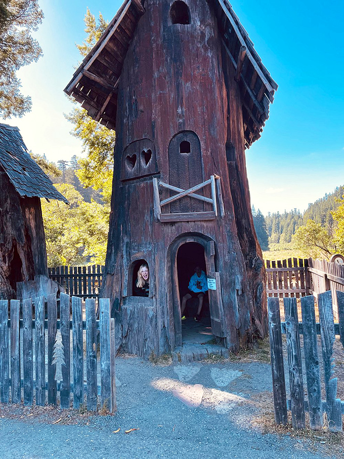 Founder's Grove: where you can walk among trees that were teenagers when Shakespeare was writing sonnets.