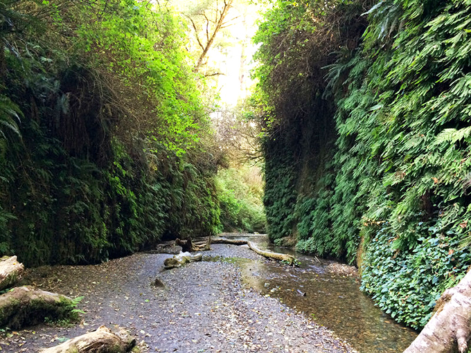 Nature's cathedral: where moss-covered walls rise toward a ceiling of filtered sunlight, creating the perfect meditation spot for forest bathing.