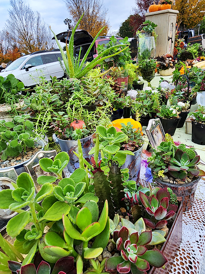 A succulent paradise that would make any plant-killer reconsider their black thumb. These hardy beauties practically beg for a second chance.