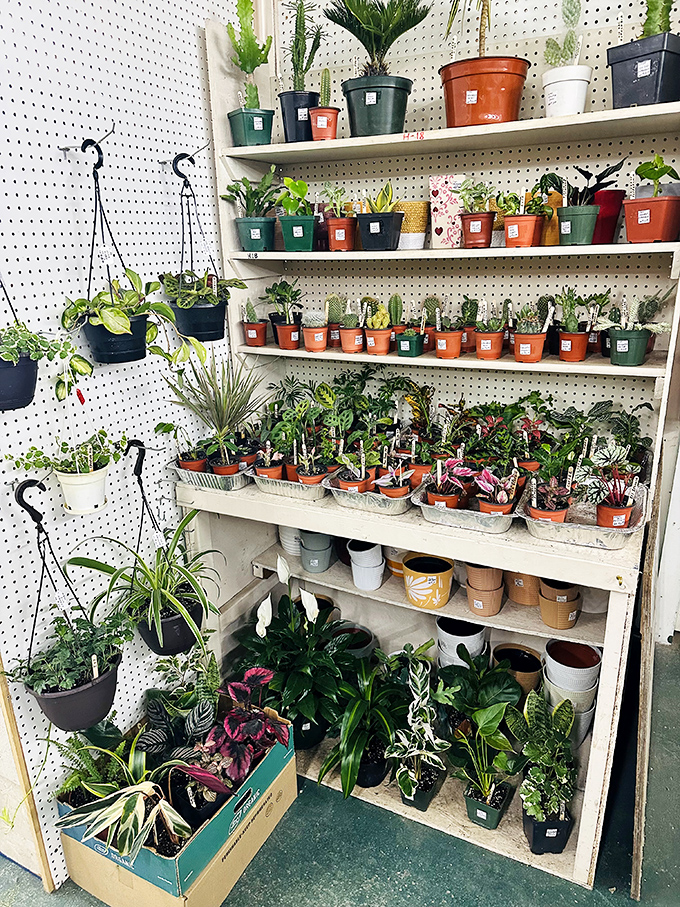 A green thumb's delight&mdash;hanging plants and potted specimens offer a touch of nature for your home or apartment.