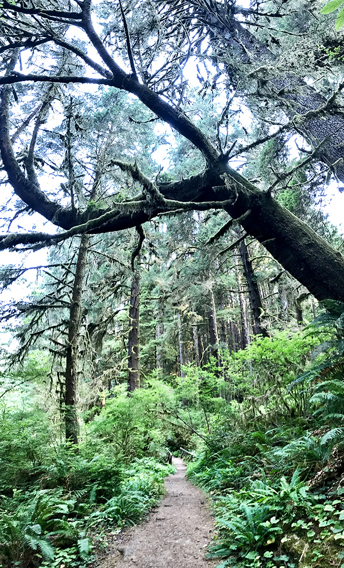 Sunlight plays through the canopy on this enchanted forest path, where sword ferns create nature's perfect landscaping beneath towering trees.