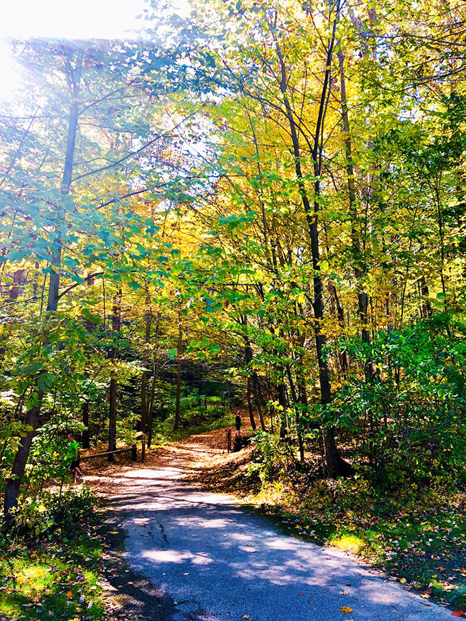 Sunlight filters through an autumn canopy, creating a golden pathway that seems designed to lead wanderers straight to adventure.