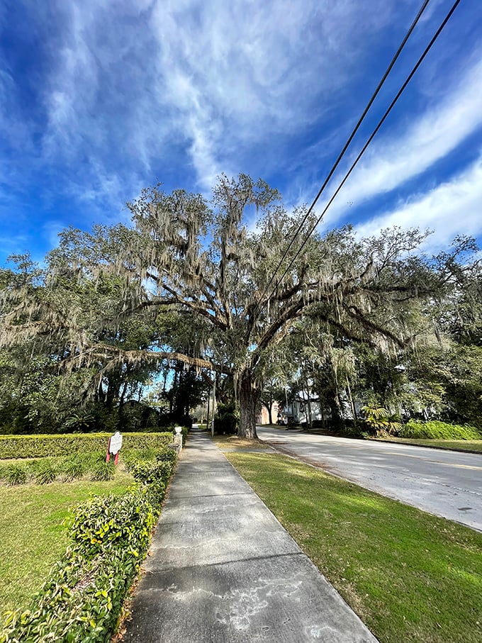 These majestic oaks, draped in Spanish moss like nature's own decorations, create cathedral-like canopies over Micanopy's sidewalks, offering blessed shade in Florida's heat. 