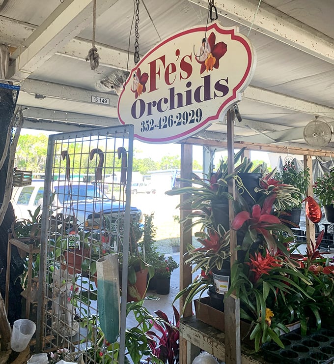 Fe's Orchids: Exotic blooms that make grocery store flowers look like they're having an existential crisis by comparison.