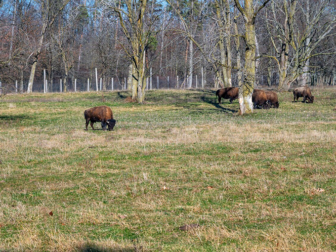 Where the buffalo roam! These magnificent beasts at Ouabache State Park remind us of America's wild past while we snap photos from the safety of our Subarus.