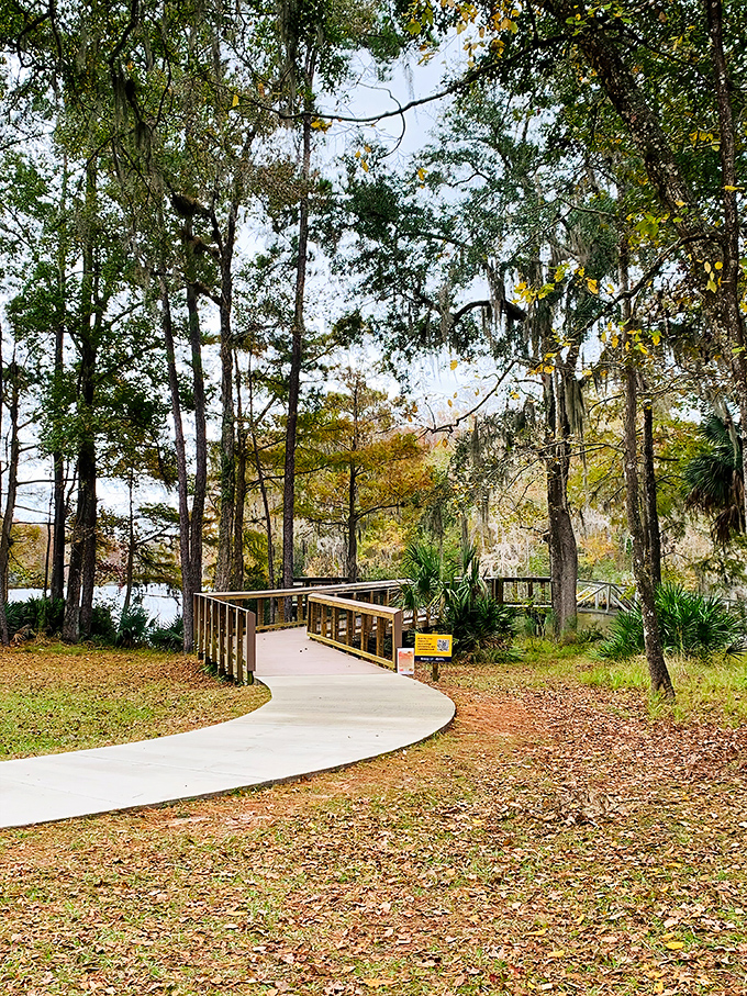The winding boardwalk invites exploration through a cathedral of trees. Nature's version of the yellow brick road leads to authentic Florida.