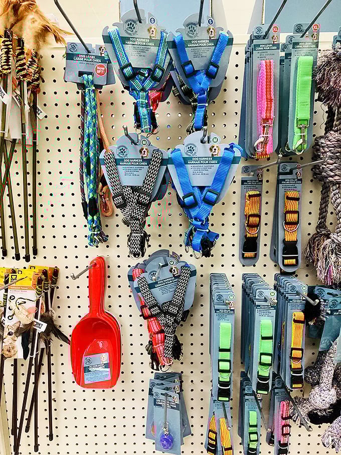 Pet accessories that prove Fido can live stylishly on a budget. Designer looks for doggy companions without the designer price tag.