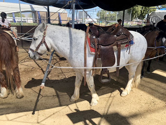 Pony rides bring Old West charm to the marketplace experience. This patient steed has heard more bargaining strategies than a car salesman.
