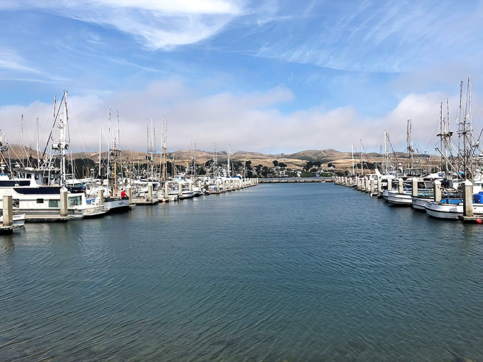 Bodega Bay's marina – where boats rest between adventures and fishermen trade tales that grow more impressive with each telling.