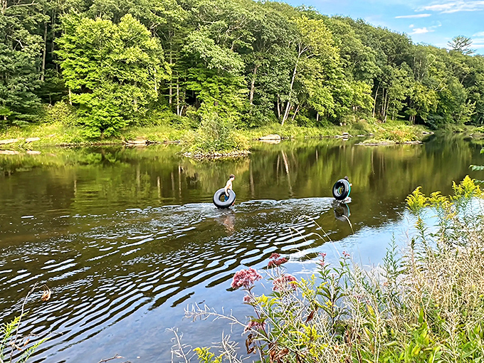 The Clarion River flows with the unhurried confidence of someone who knows exactly where they're going. Those inner tubes promise the kind of simple summer joy that no water park can replicate.