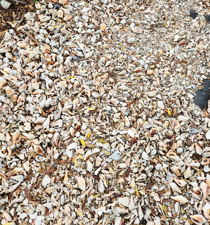 Shell-shocked in the best way possible&mdash;nature's jewelry collection scattered across the sand like an impromptu art installation.