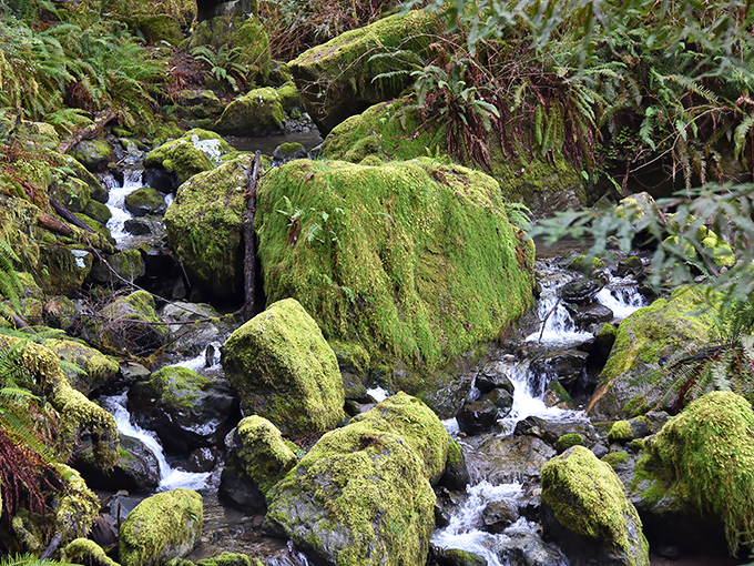 Moss-covered rocks create fairy tale landscapes that make you believe in forest magic again.