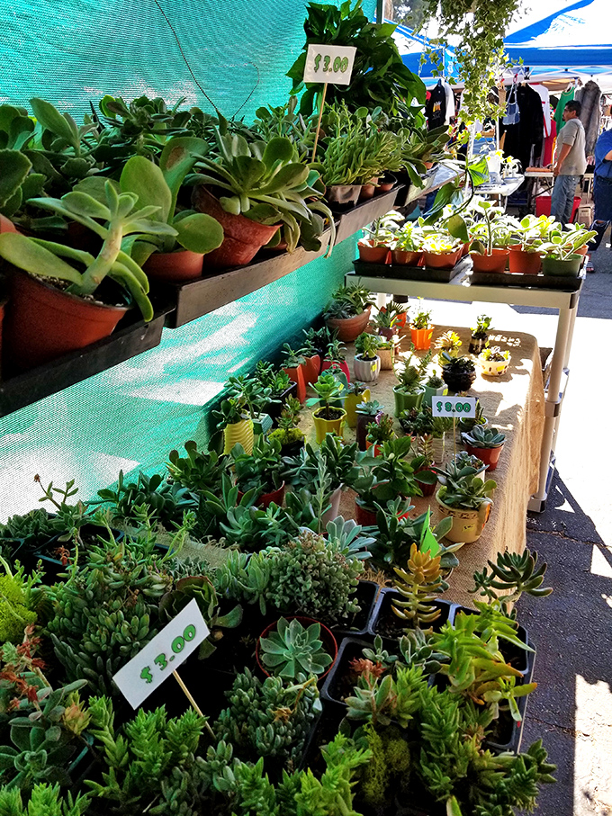 Succulent paradise where apartment dwellers and notorious plant killers alike can find hardy green friends that forgive occasional neglect.