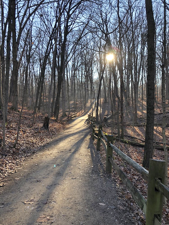Early morning light turns this woodland path into a golden runway, proving that Mother Nature understands dramatic entrances better than anyone.
