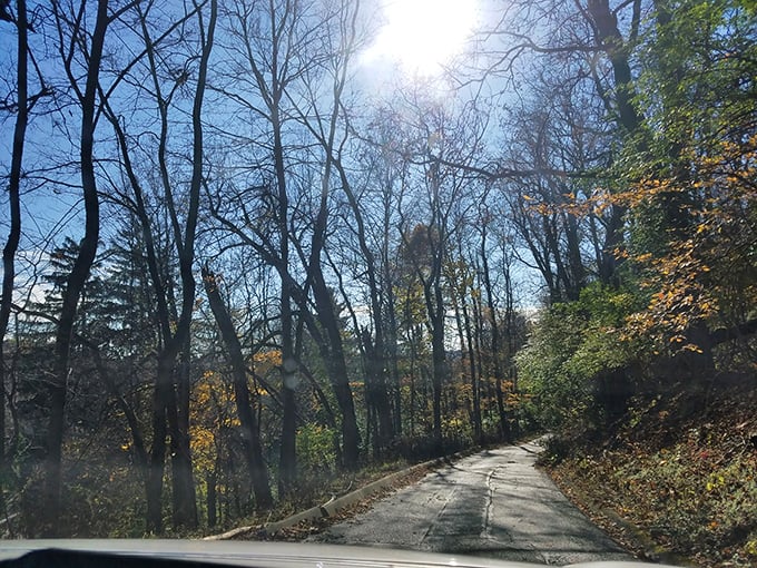 Winding roads through autumn-kissed forests offer peaceful drives that feel worlds away from city life.
