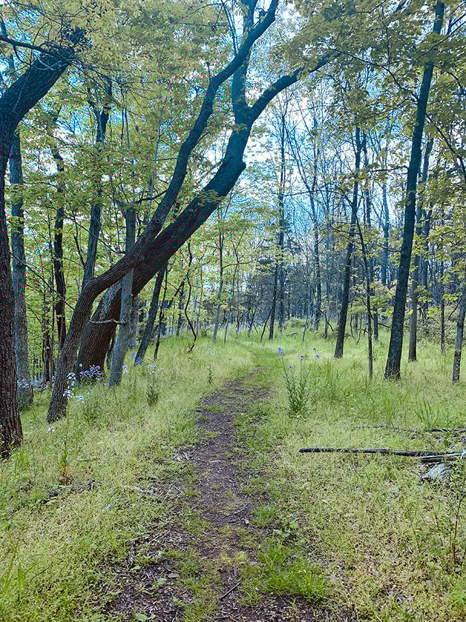 Woodland trails near the bridge offer peaceful wandering. This path whispers, "Slow down, city slicker&mdash;the best views aren't on your phone." 