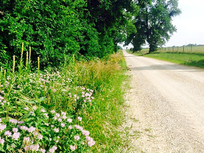 Country roads like this one, bordered by wildflowers and possibility, remind us that sometimes the best destinations aren't on any map.