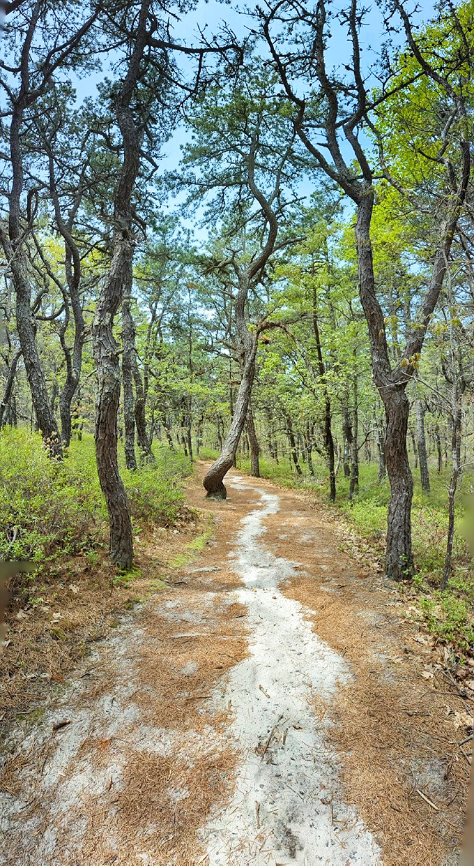 White Cedar Swamp's winding trail feels like stepping into a fairy tale where twisted trees have been whispering secrets for centuries.
